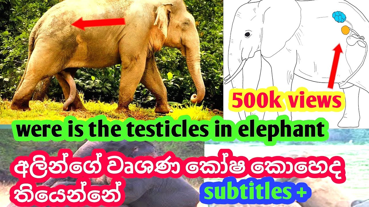 Where the testicles are the elephants/අලි ඇතුන්ගේ වෘශන කෝෂ පිහිටන්නේ ...
