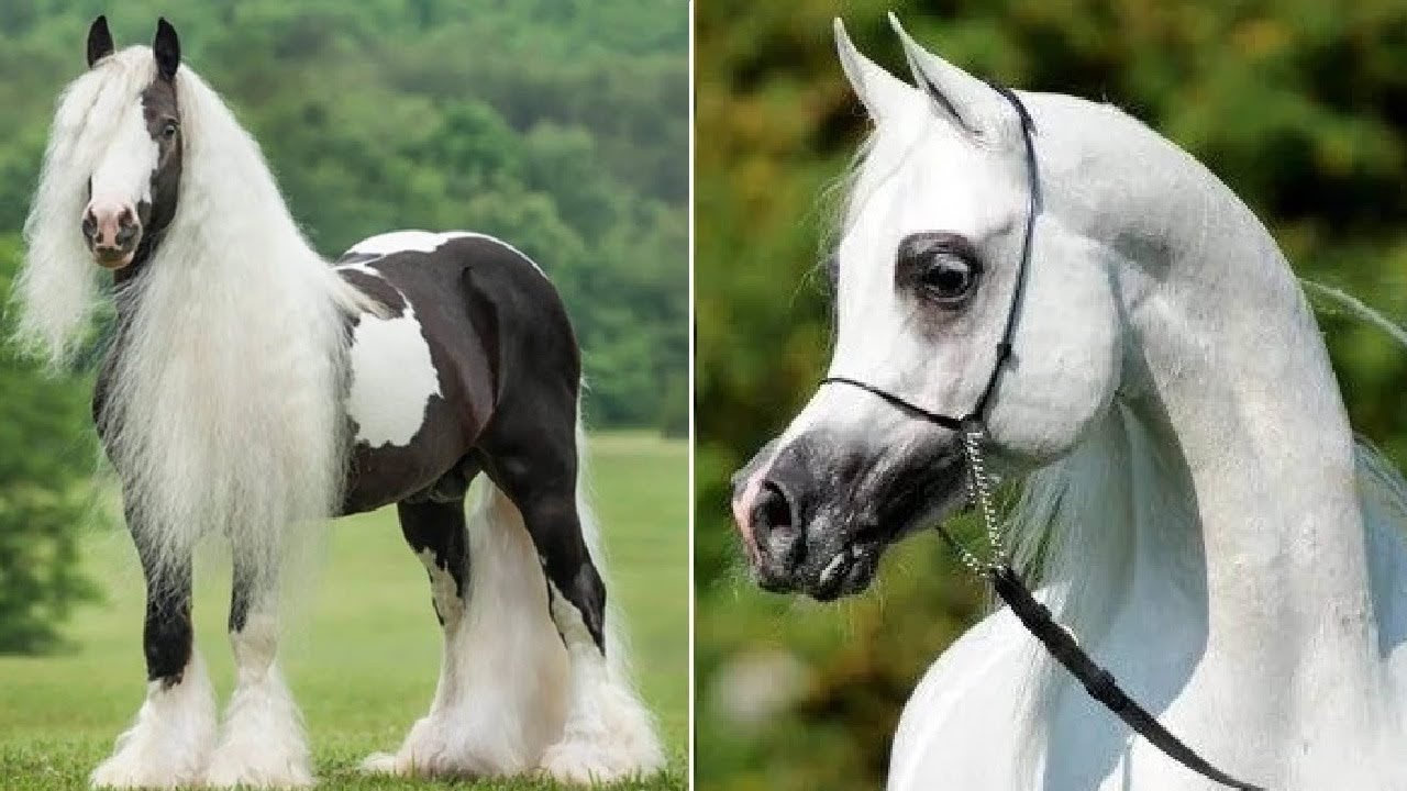 Los 7 Caballos Con Los Colores Más Raros Del Mundo - YouTube