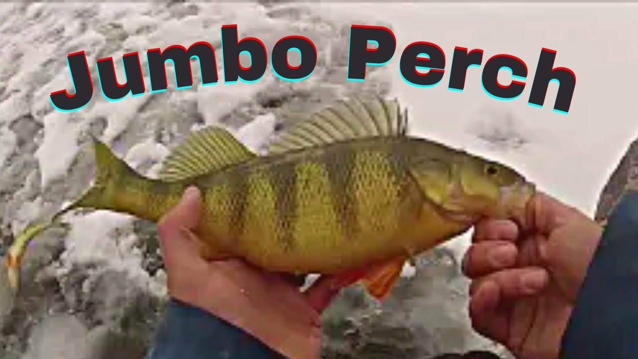 INSANE Early Ice Perch Bite | Mississippi River Backwaters - YouTube