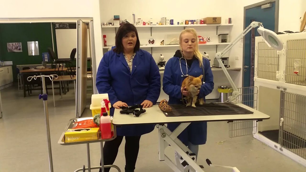 Handling And Restraining A Small Dog - YouTube