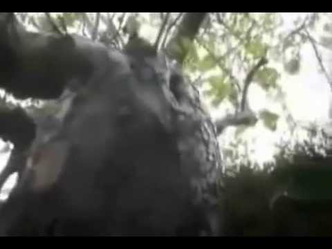 Fairy caught on tape in Mexico - YouTube