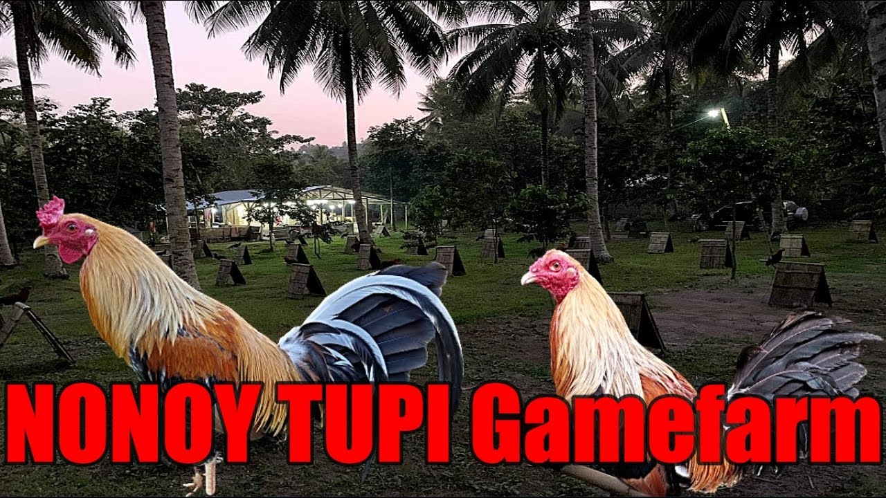 Lets Visit The Farm Of Nonoy Tupi Gamefarm - YouTube