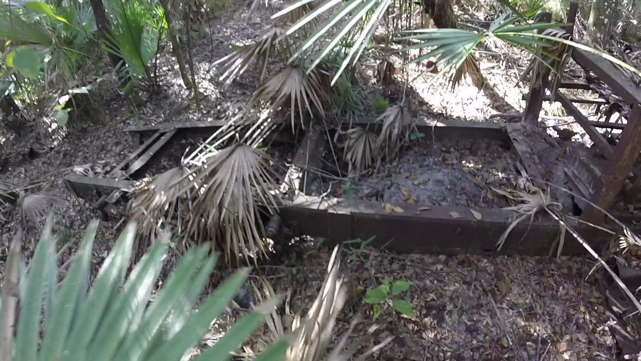 Exploring in The Green Swamp (Old Homestead Site PART ONE) - YouTube