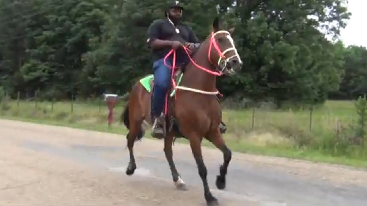 Quick Stepping Tennessee Walking Horse of Foreman Arkansas - YouTube