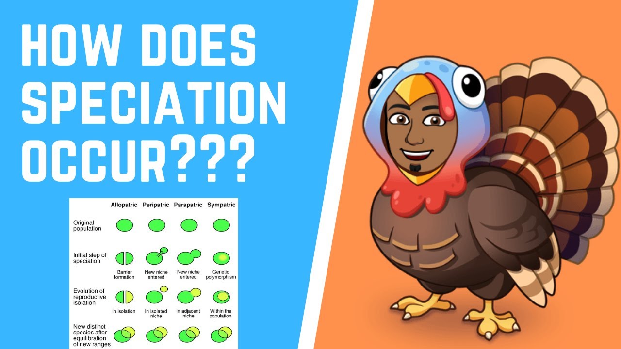 How Does Speciation Occur? - YouTube