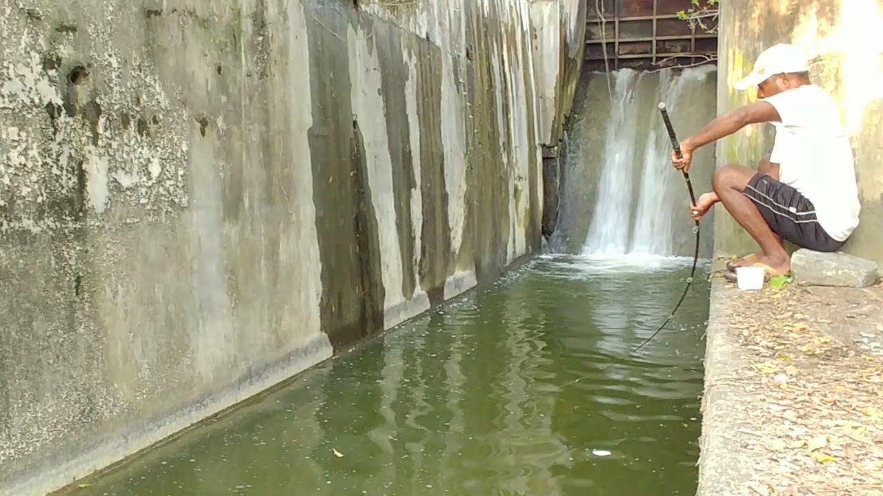 Fish hunting | baam fishing | indian eel fish catching with earth worms ...
