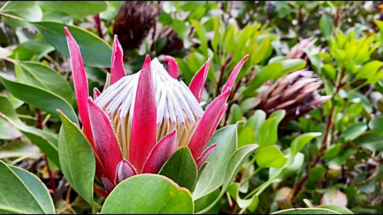 Sugarbushes - Proteas 🌏 - YouTube