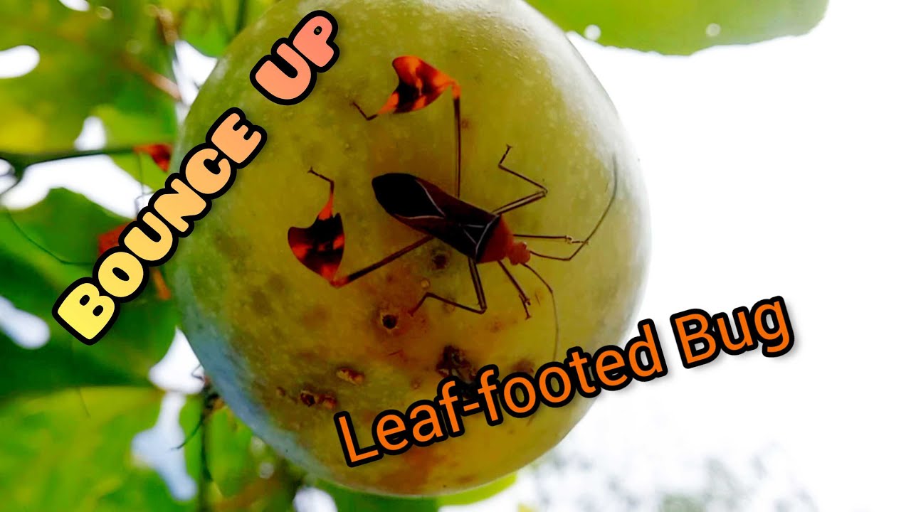 Bounce Up: Leaf footed Bug (Anisoscelis hymenipherus) - YouTube