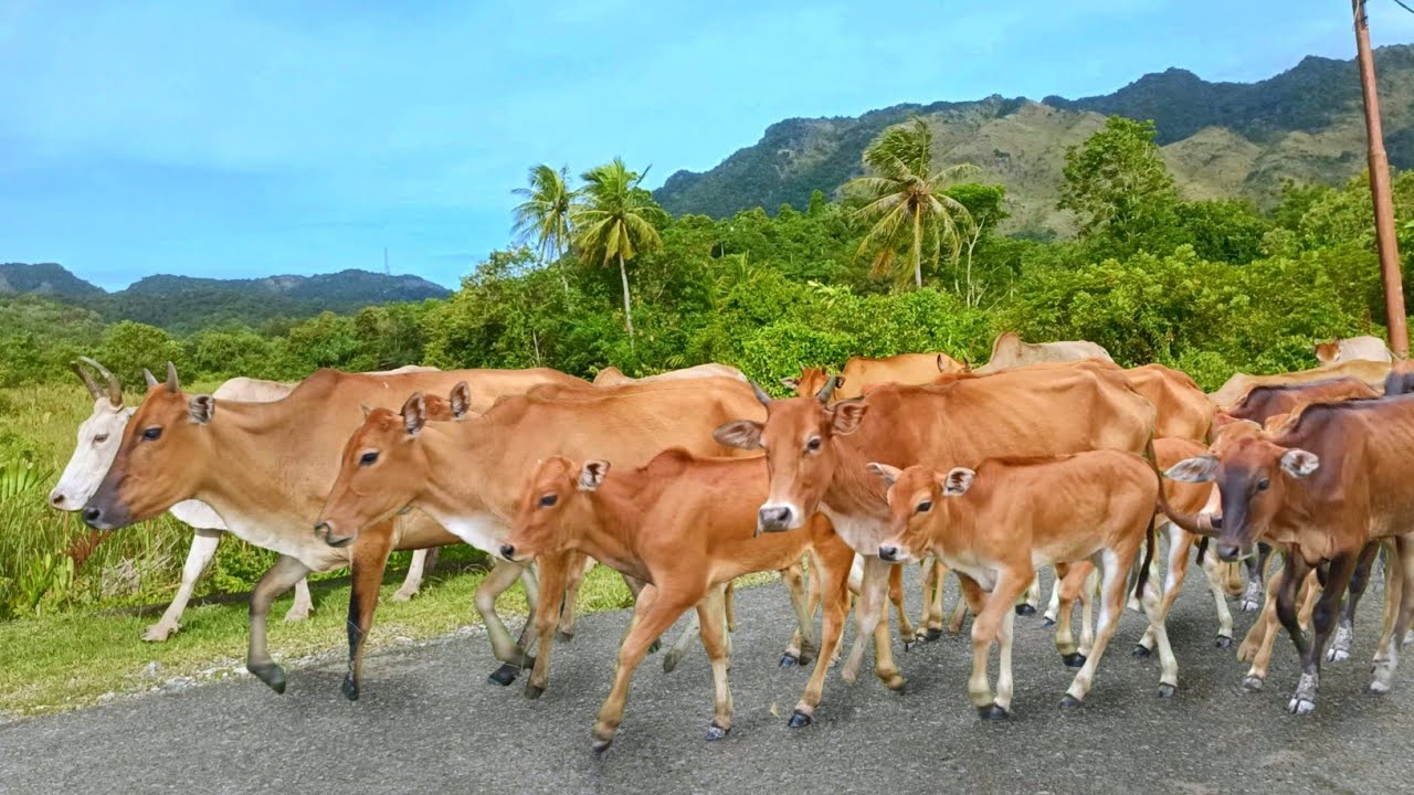 Sapi Lembu Jinak Sedang Berkeliaran di jalan hutan dan pulang melewati ...