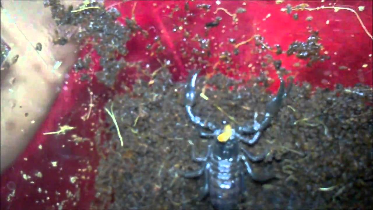 Both of my baby Emperor Scorpions eating Mealworms MUST SEE (PLEASE ...