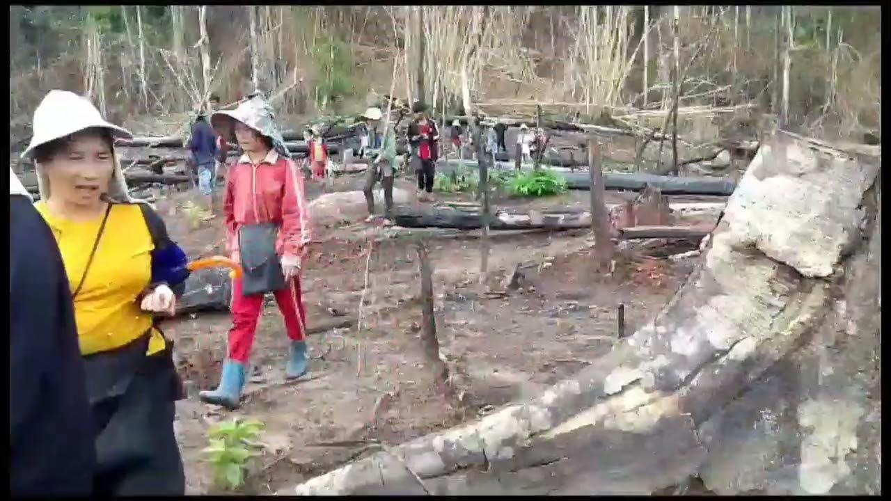 hnub no peb mus cog kv cov nplej nawb - YouTube