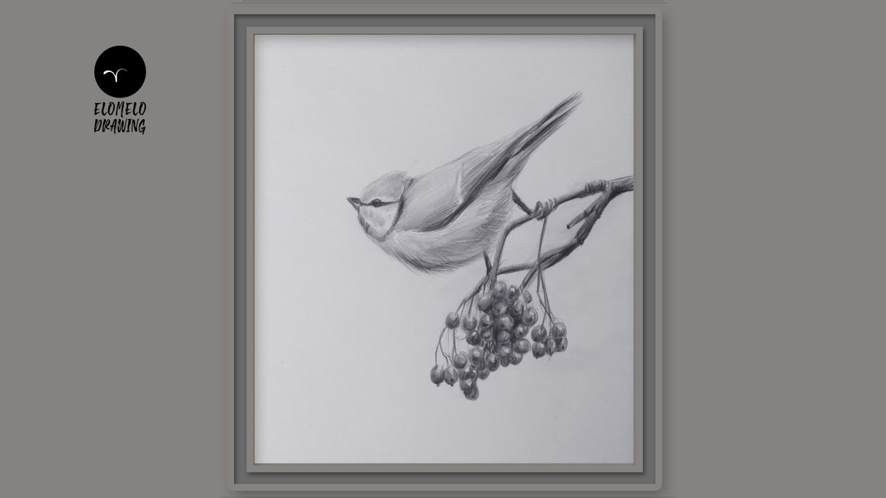 How To Draw An Eurasian Blue Tit Bird Step By Step || Pencil Sketch ...