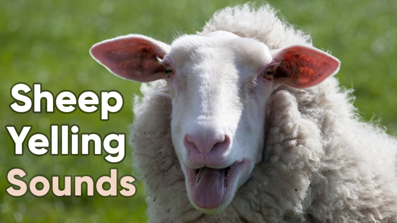 sheep sounds - Individual & sounds || Learn Baaing, Bleating, Yelling ...