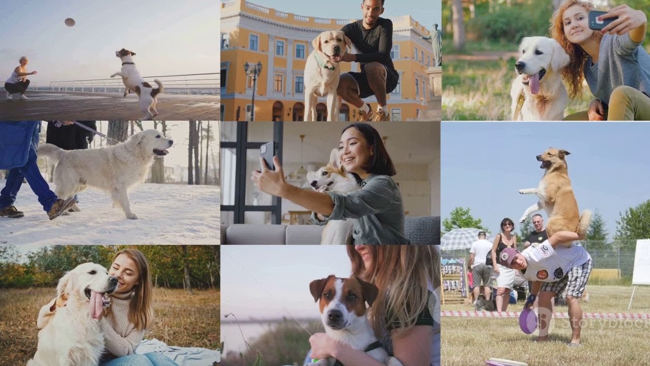 Best Dog Videos of the Decade! 🐶 - YouTube
