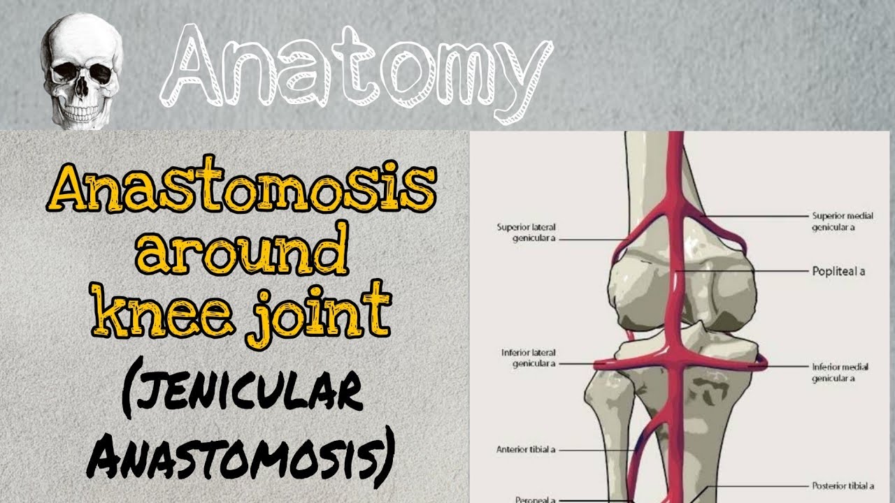 Anastomosis around knee joint / genicular Anastomosis - YouTube
