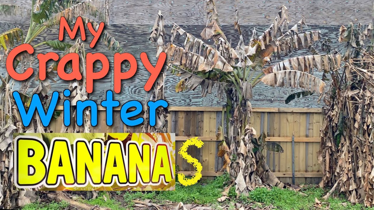 "They Look so Crappy" Banana Plant Winter Video Update - YouTube