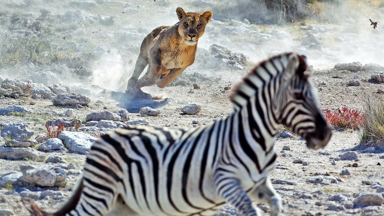 Ecology Of Fear Animals