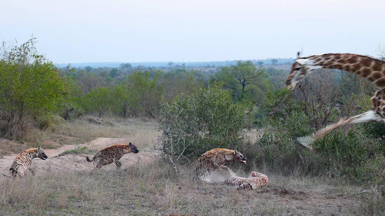 Giraffe defends dead calf 😢 - YouTube