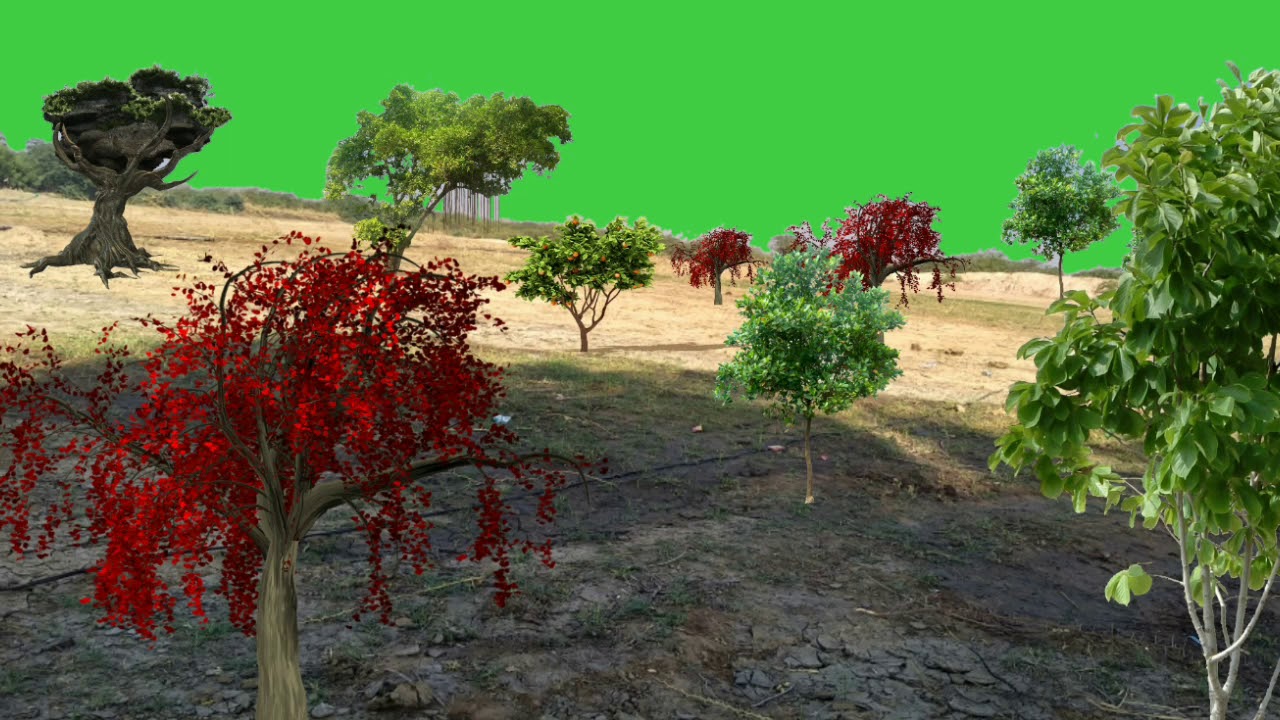 Green screen effect jungle - YouTube