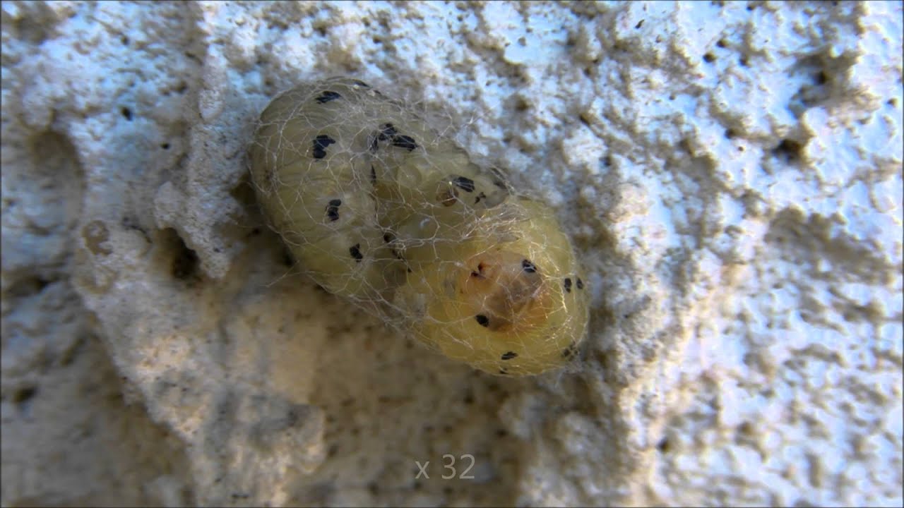 Chenille qui s'enferme dans son cocon - YouTube