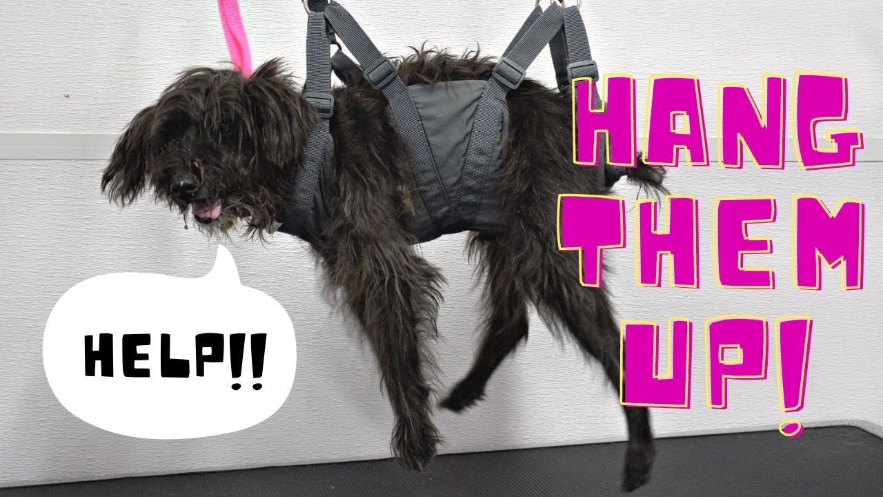 I hang a dog refused by groomers - YouTube