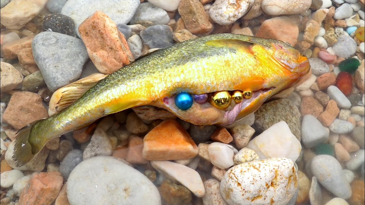 Incredible golden fish with big and golden pearls in its belly - YouTube