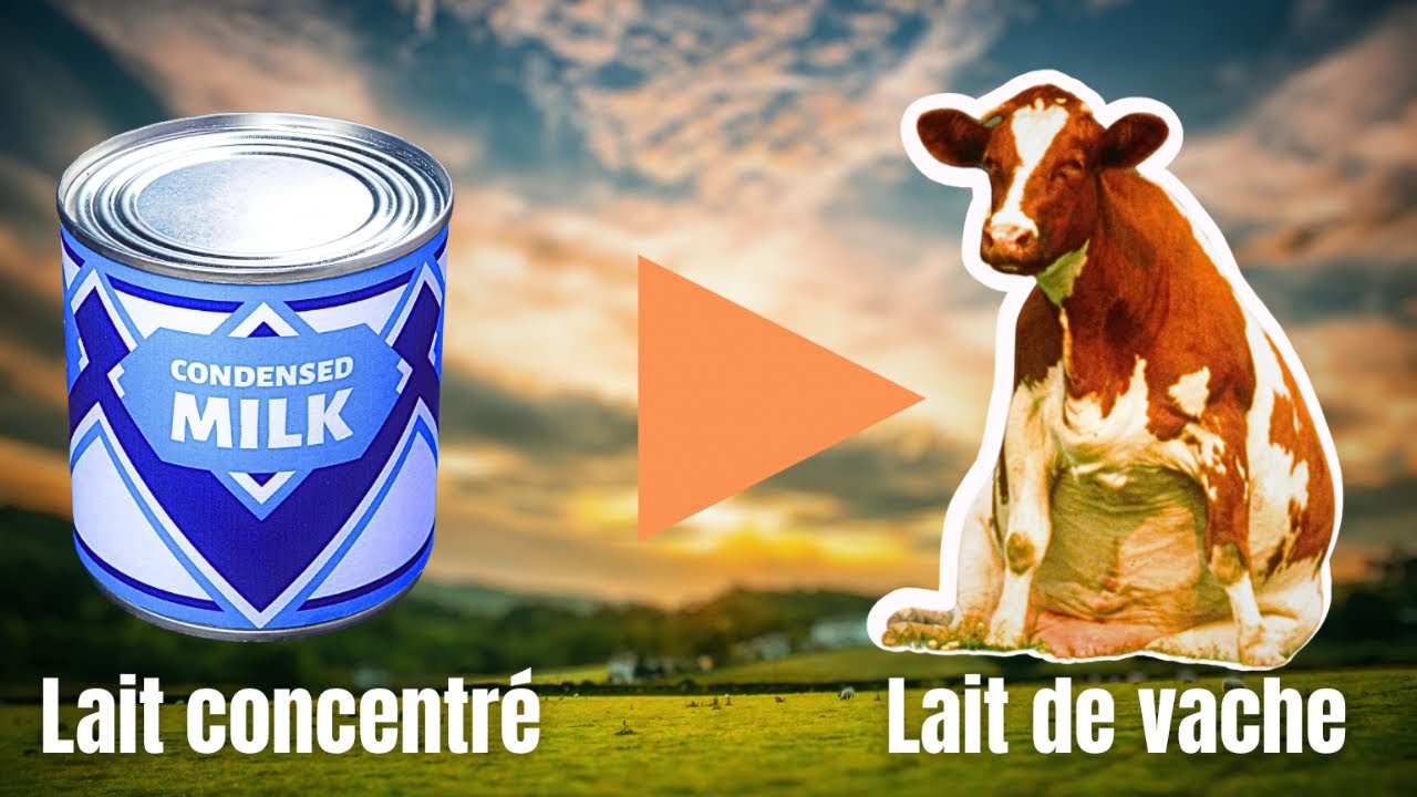 DU LAIT DE VACHE AU LAIT CONCENTRÉ: Découvrez le processus de ...