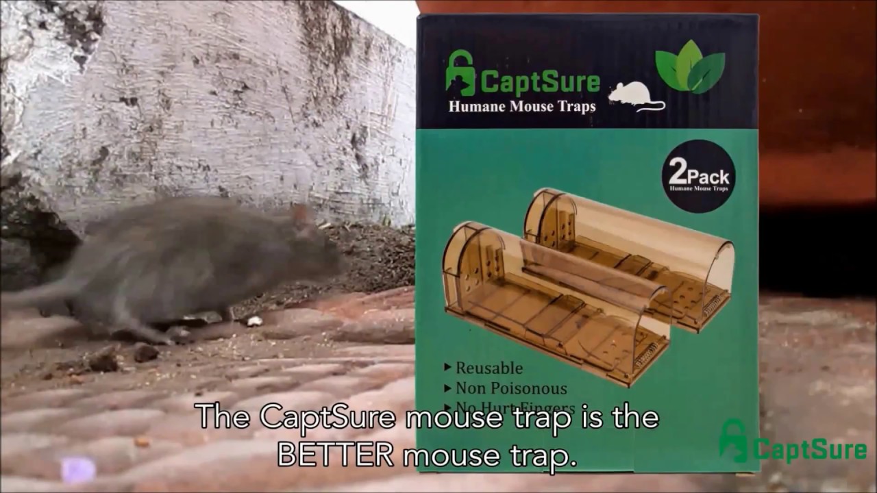 CaptSure® Humane Smart Rodent Trap, Live Catch And Release - YouTube