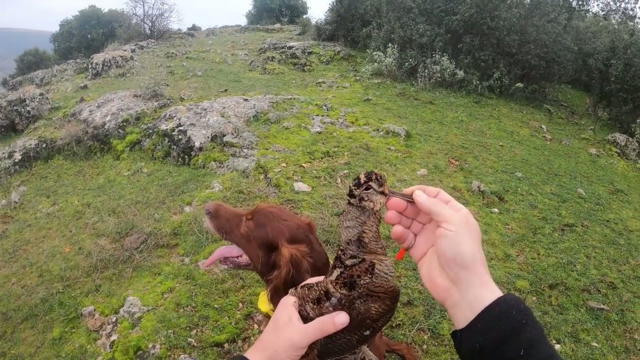 ΚΥΝΗΓΙ ΜΠΕΚΕΤΣΑΣ ΜΕ ΙΡΛΑΝΔΙΚΟ ΣΕΤΤΕΡ ! HUNTING WOODCOCK IRISH SETTER ...