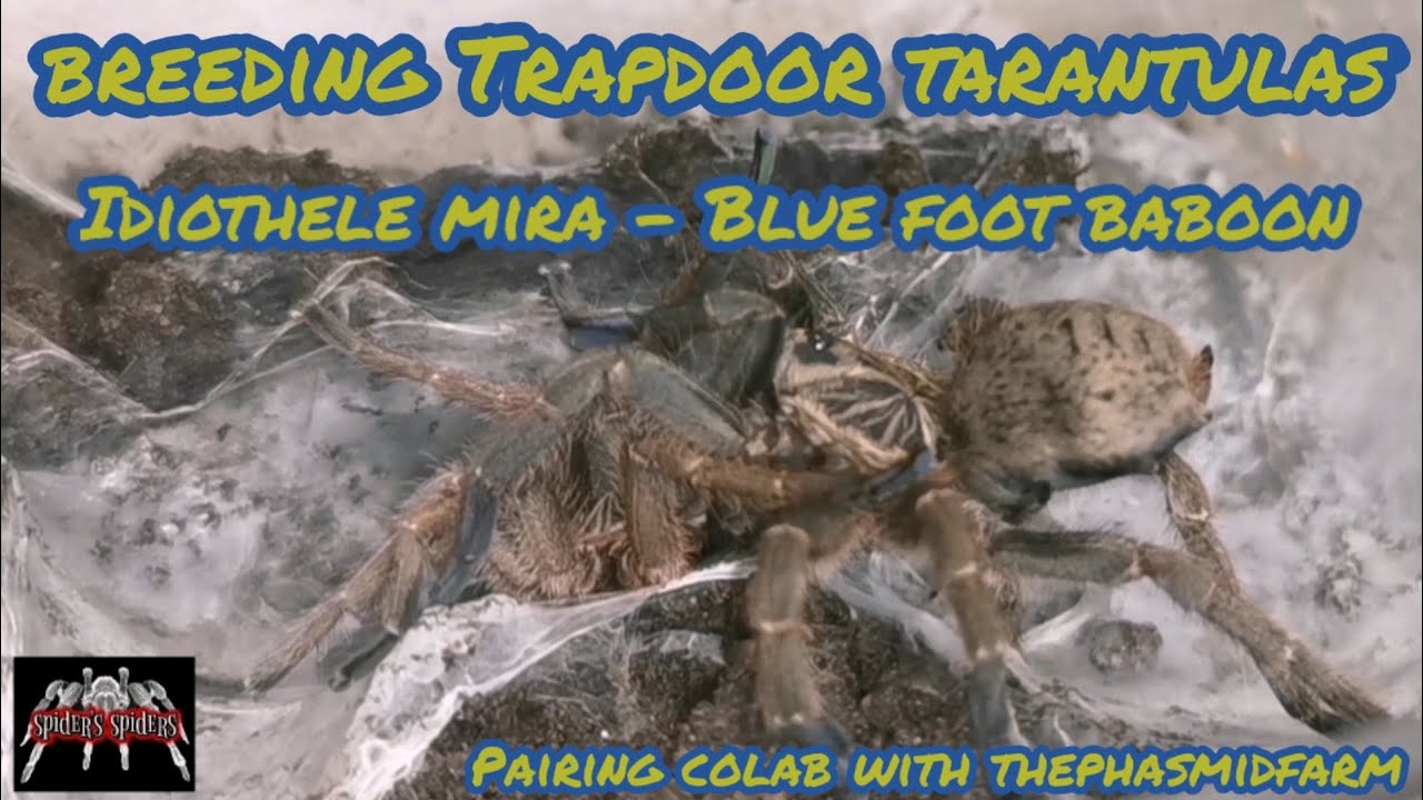 Trapdoor tarantula pairing........ Idiothele mira - Blue foot baboon ...