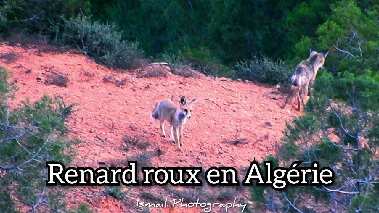 Renard roux en Algérie - YouTube