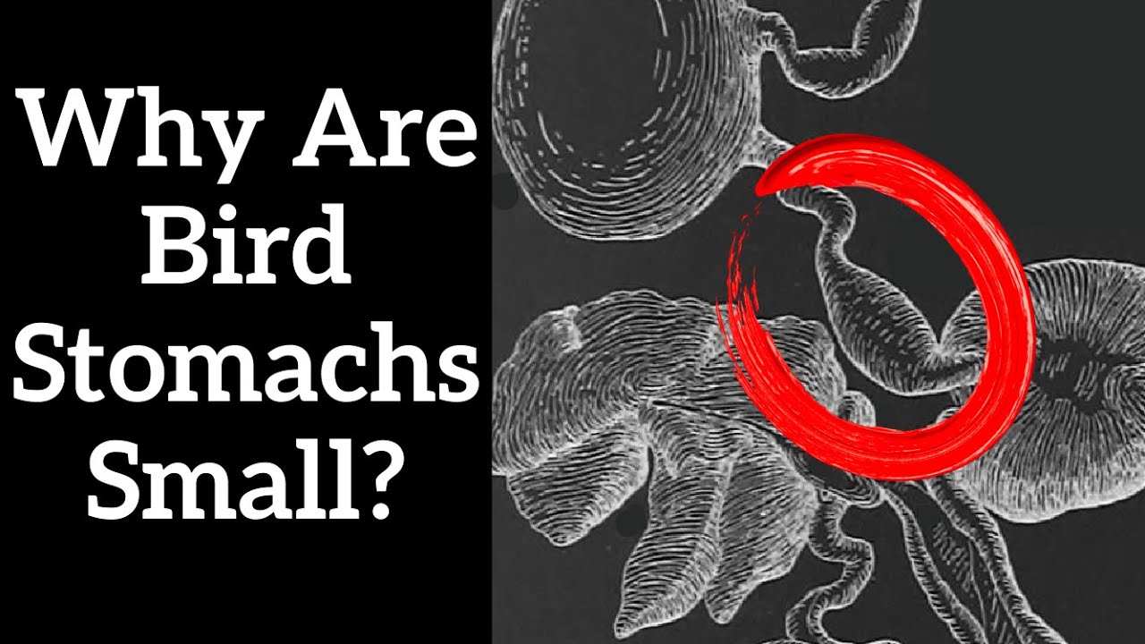 Bird Digestion - Adaptations for Flight - YouTube