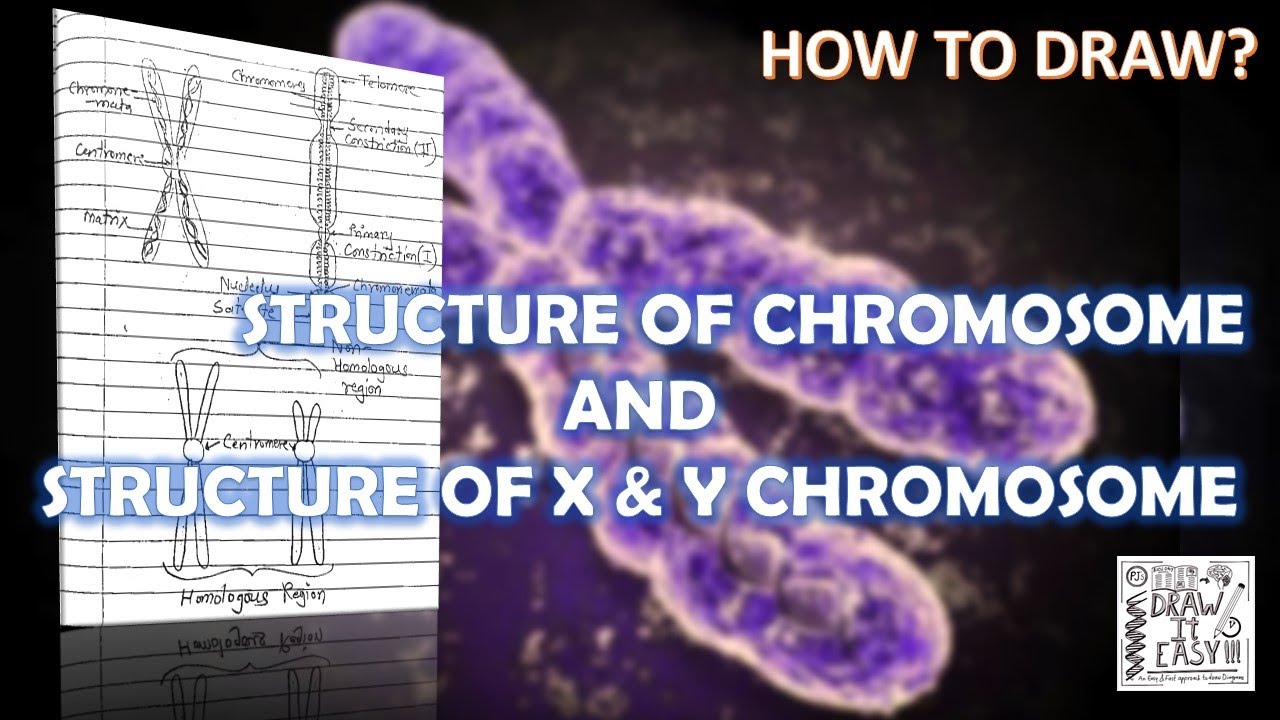 How to Draw Structure of Chromosome | X & Y Chromosomes | Class10 ...