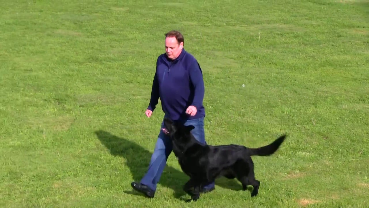 Kraftwerk K9 Best Jet Black Male in America! Just two years old with ...