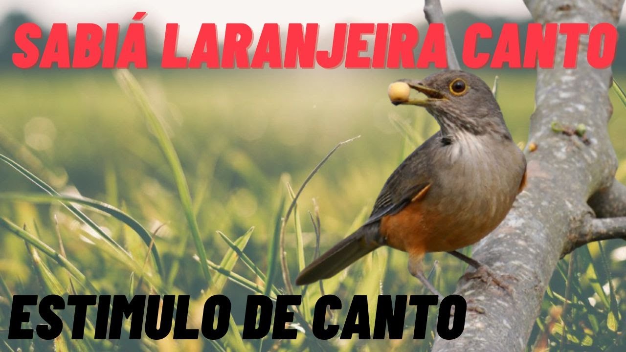 canto do sabiá laranjeira para treinamento de Sabiá Laranjeira Canto ...