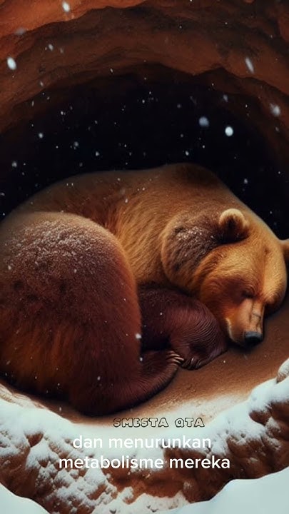 Seekor Beruang Telah Keluar Dari Tidur Panjangnya - YouTube