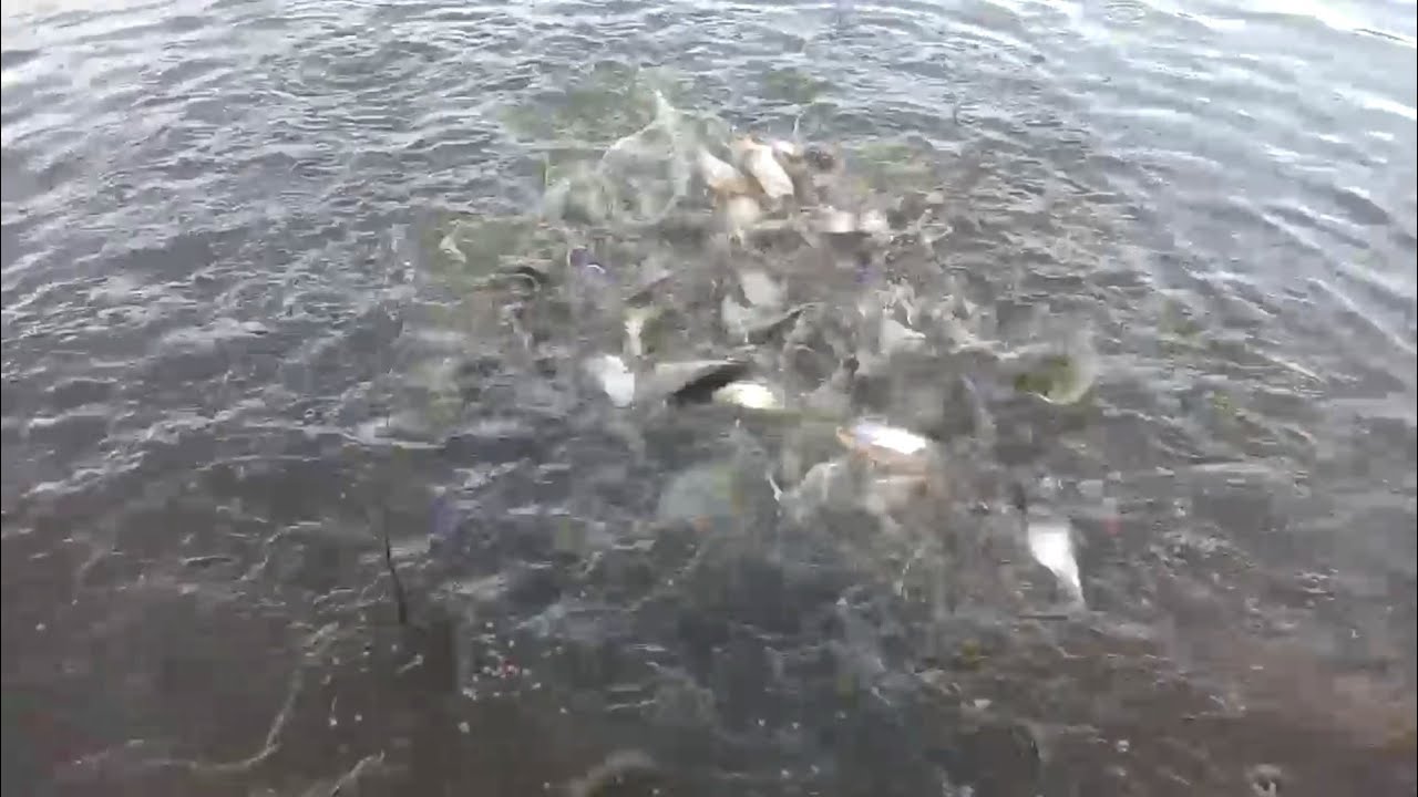 Raise a lot of fish in the well. - YouTube