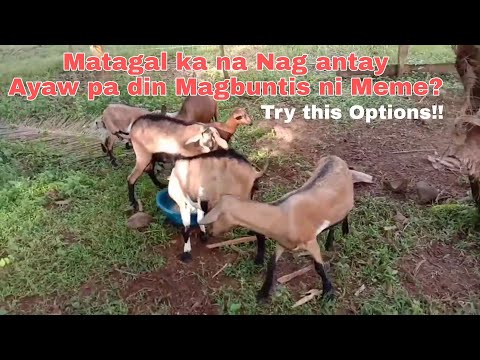 5 Pamamaraan upang Maglandi Ang Kambing | Goat Farming | Farming Business