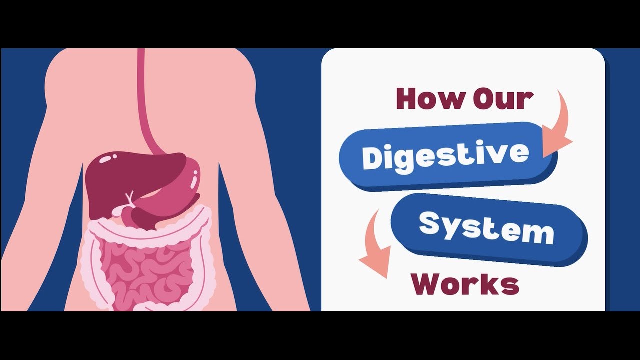 How Our Digestive System work - YouTube