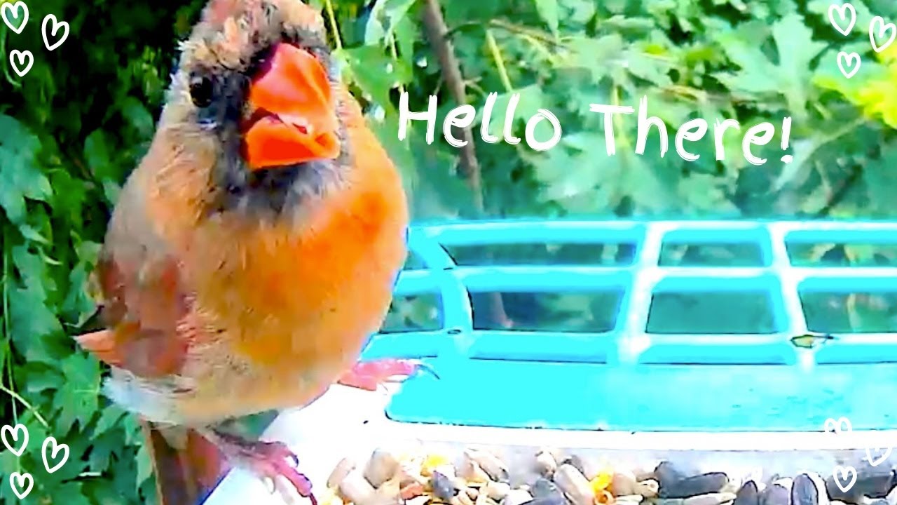 Birdcam: Cardinal, Mourning Dove and Grackle - YouTube