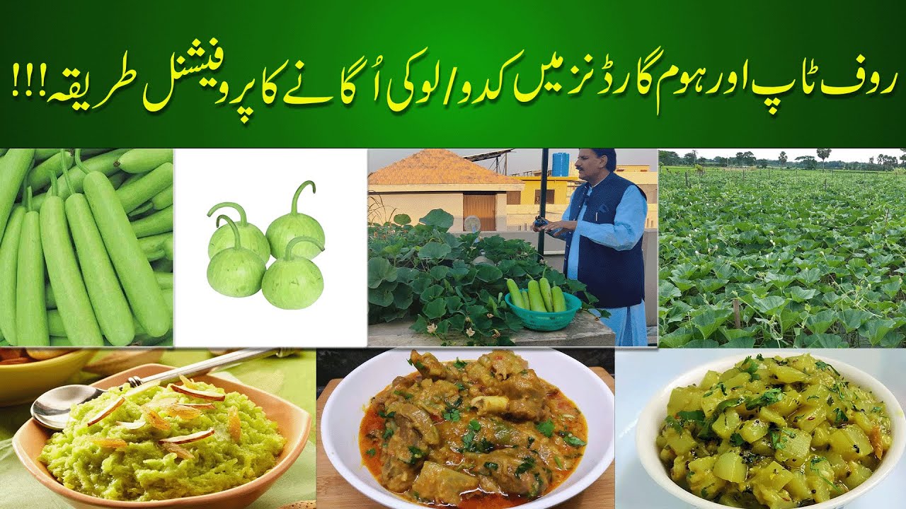 Professional Tips To Grow Ghia Kaddu / Loki In Rooftop And Home Gardens ...