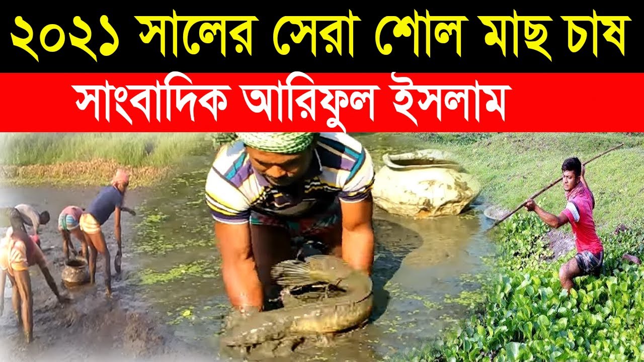 best shol mas chas 2021 new || সেরা শোল মাছ চাষ পদ্ধতি সাংবাদিক আরিফুল ...