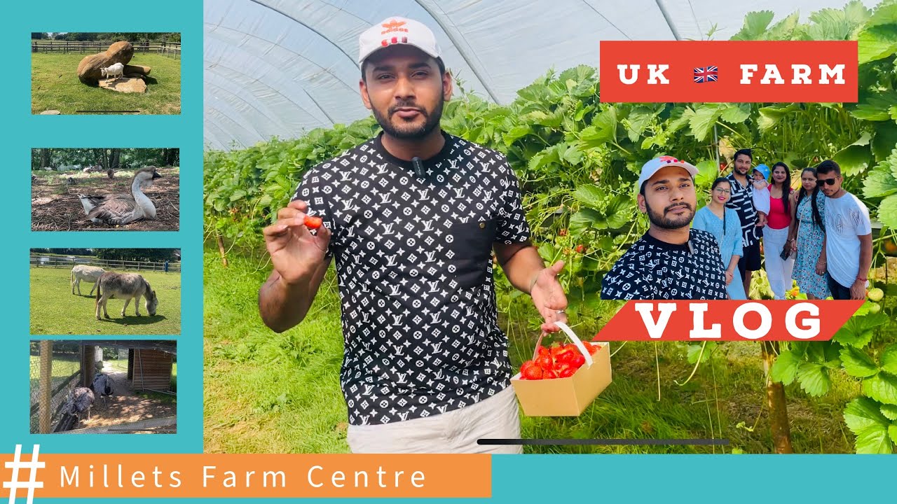 Uk 🇬🇧 Farm Vlog ,🍓Strawberry And Animal 🐎 Millets Farm Centre - YouTube