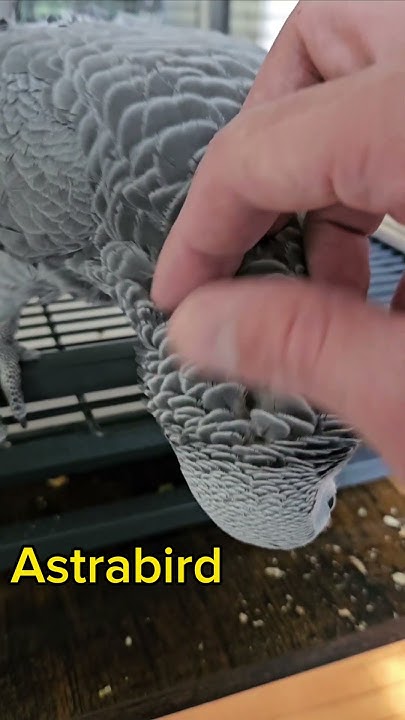 Astrabird loves to give kisses #parrot #birds #africangreylover #cute - YouTube