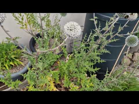 Echinops sphaerocephalus