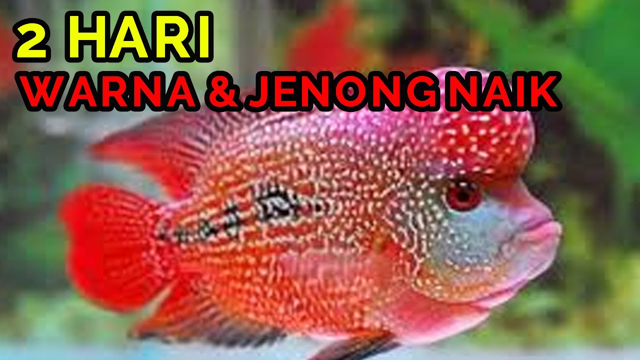 Warna Dan Jenong Hari Kedua Tambah Asik Ikan Louhan Cencu - YouTube
