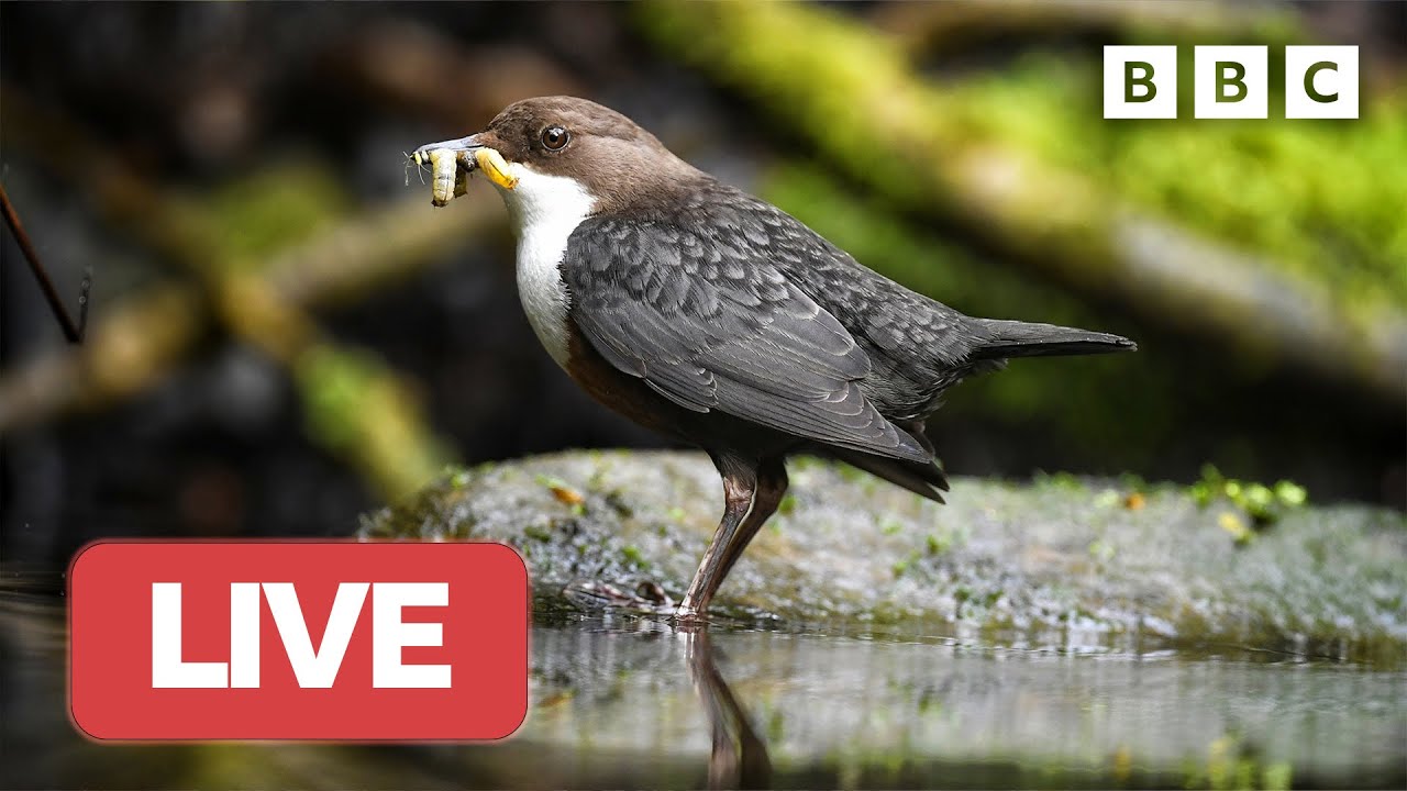 🔴 LIVE wildlife cameras 🐣 7 June 🌺 BBC Springwatch 2023 - YouTube