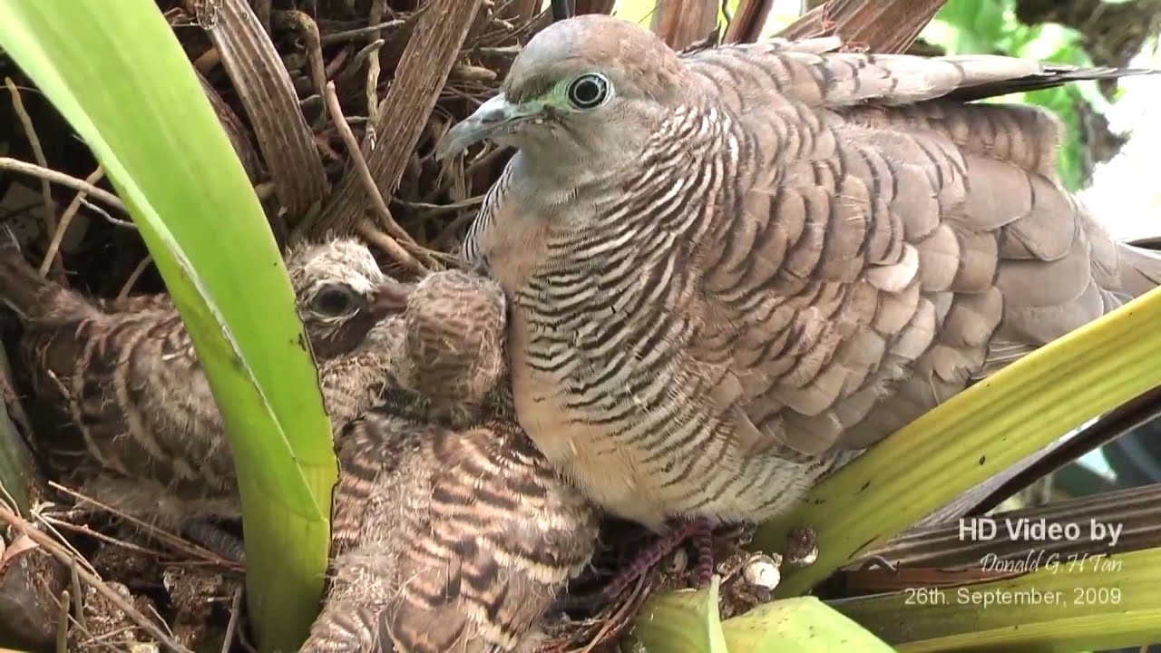 Mother Dove and Family - YouTube