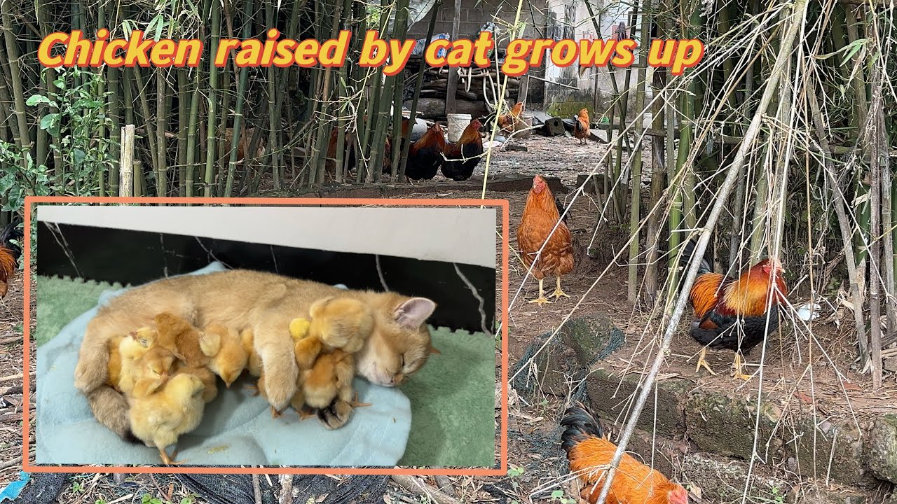 The chick raised by the cat has grown up!The happiest chicken in the ...