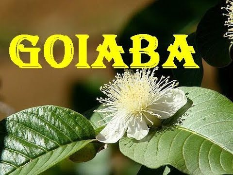 Pé de goiaba. Mudas feitas de sementes. Dica para plantar cultivar ...